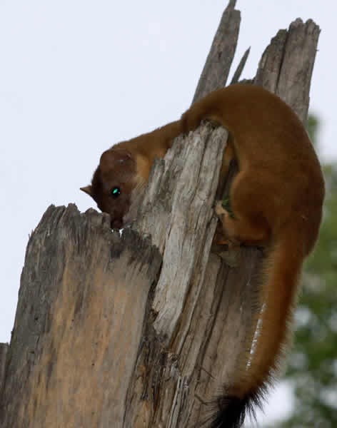 Long-Tailed Weasel | Natural Atlas