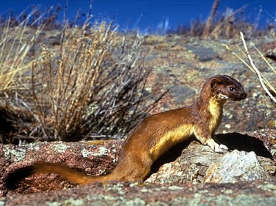 Long-Tailed Weasel | Natural Atlas