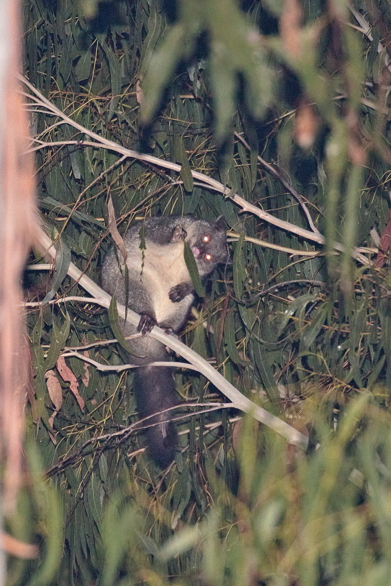 Brushtail Possum | Natural Atlas