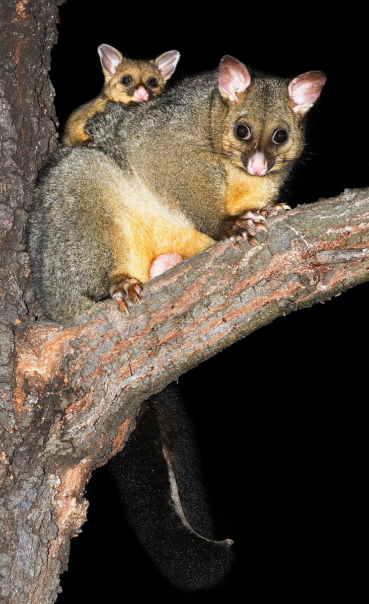 Common Brushtail Possum | Natural Atlas