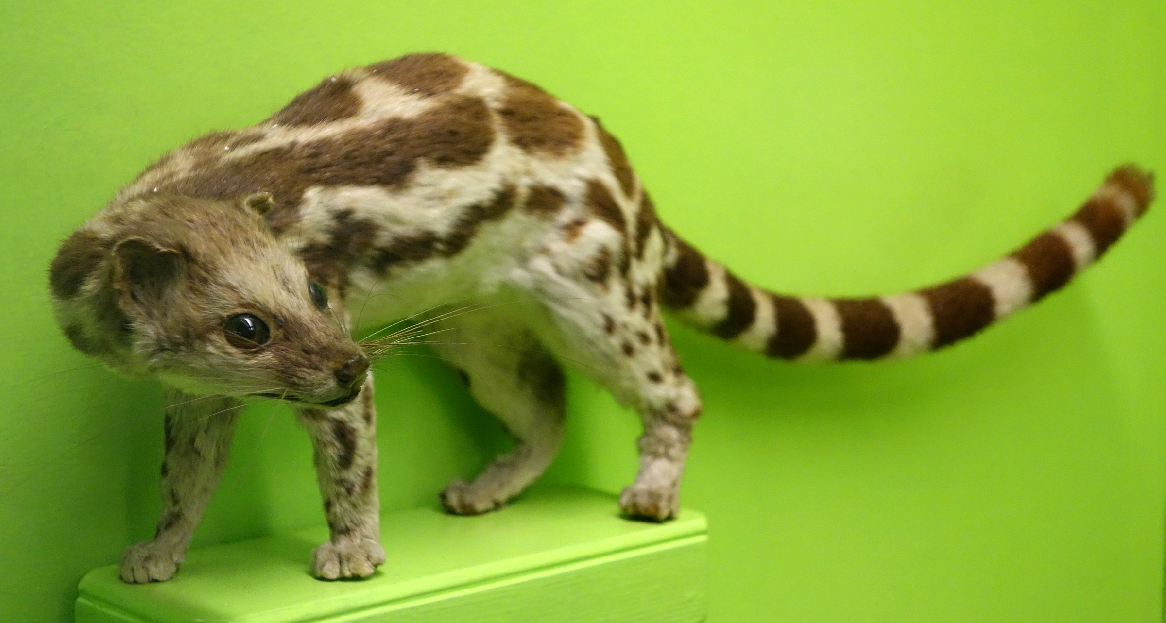 Asiatic Linsangs | Natural Atlas