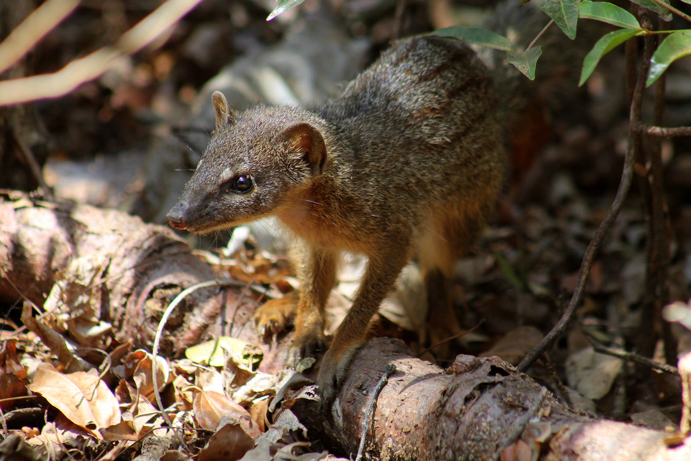Malagasy Mongooses | Natural Atlas