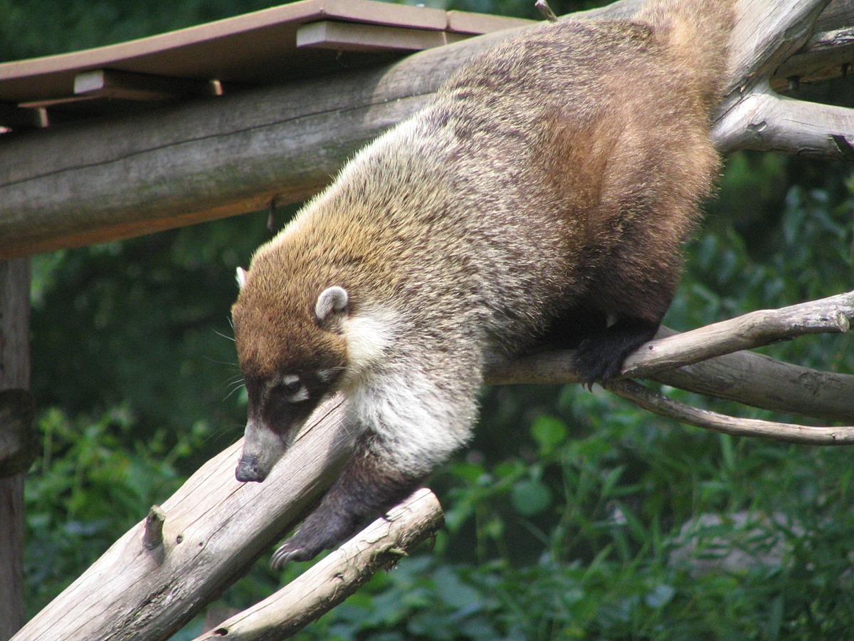 White-Nosed Coati | Natural Atlas