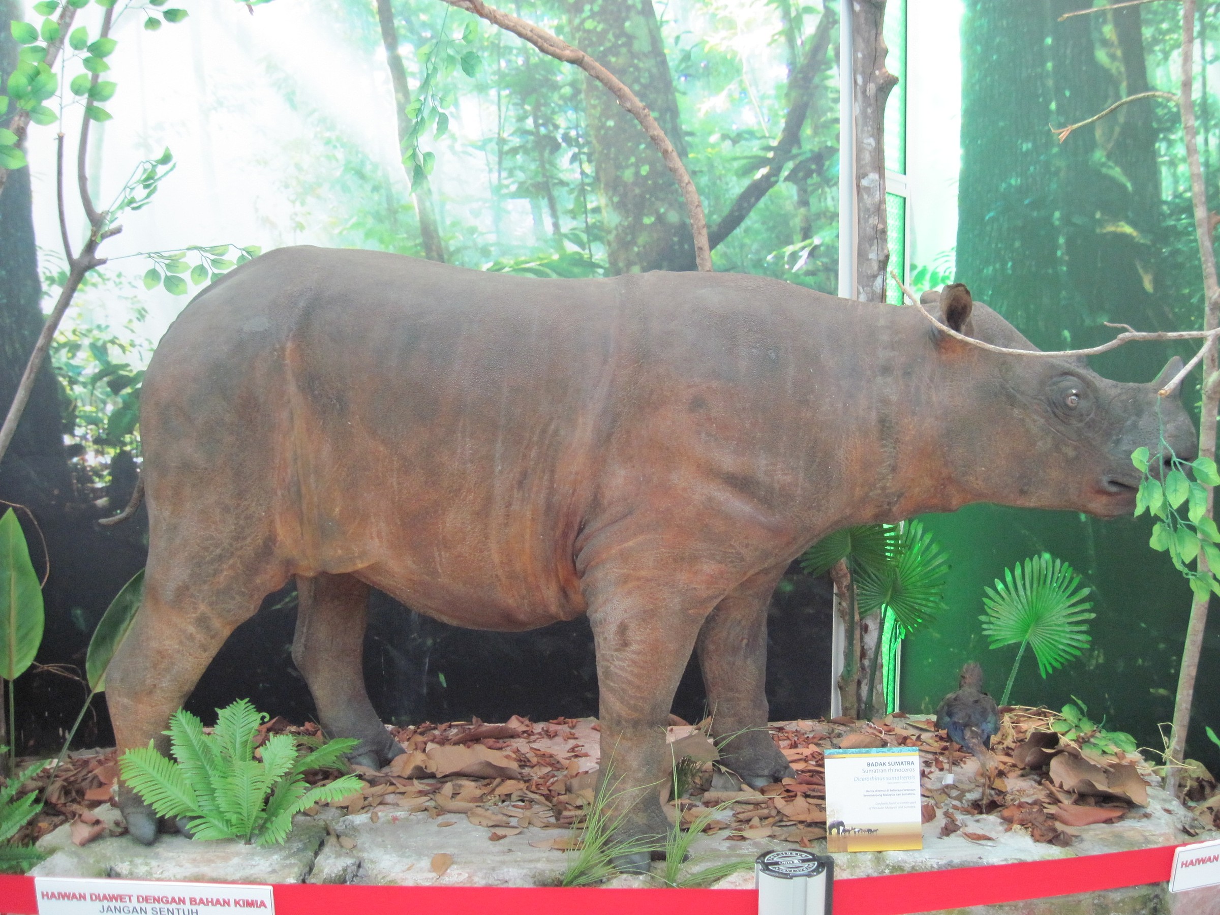 Sumatran Rhinoceros | Natural Atlas