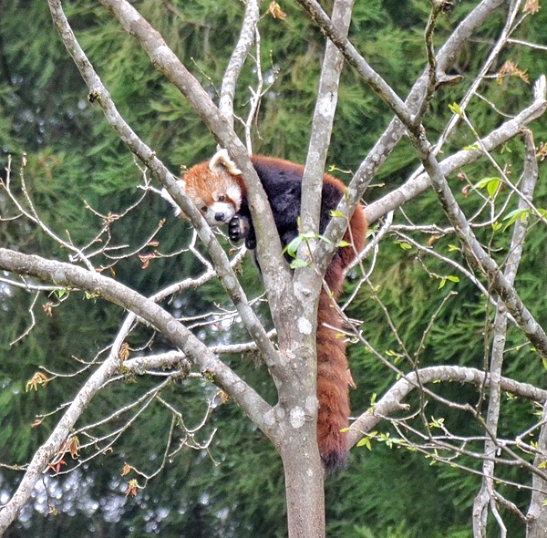 Ailuridae | Natural Atlas