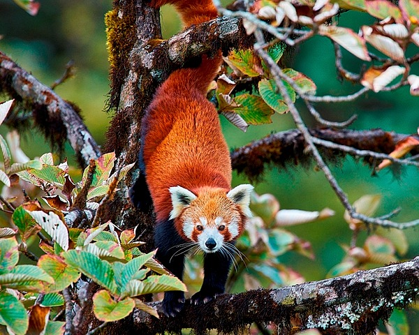 Ailuridae | Natural Atlas