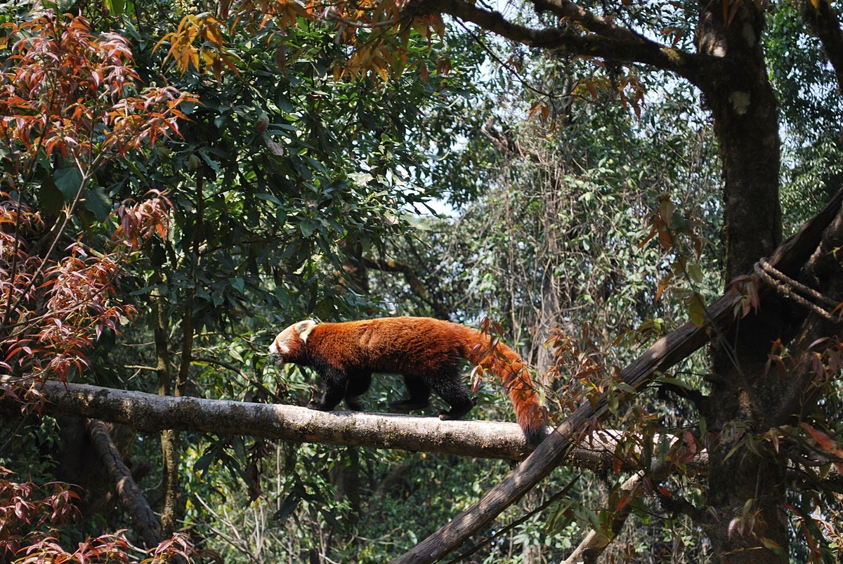 Ailuridae | Natural Atlas