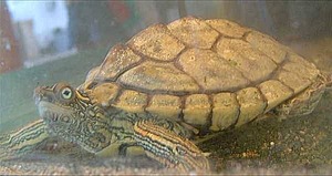 Texas Map Turtle | Natural Atlas