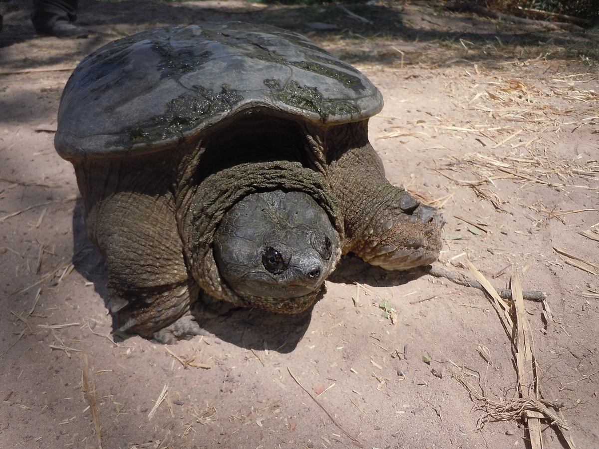 Central American Snapping Turtle | Natural Atlas