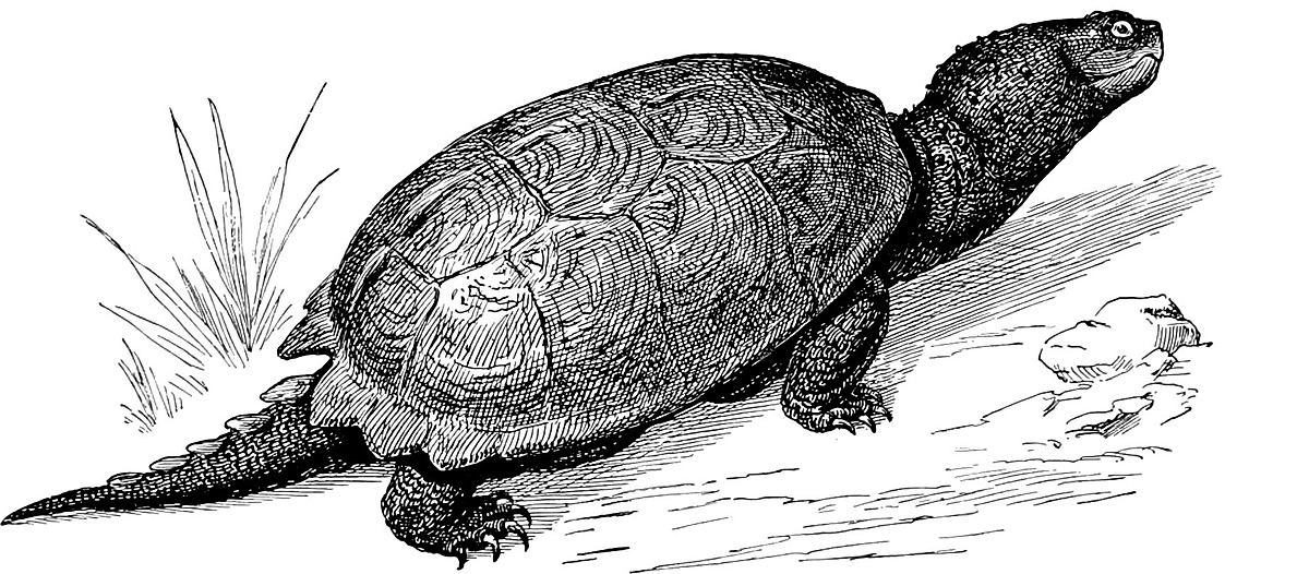 Common Snapping Turtle | Natural Atlas