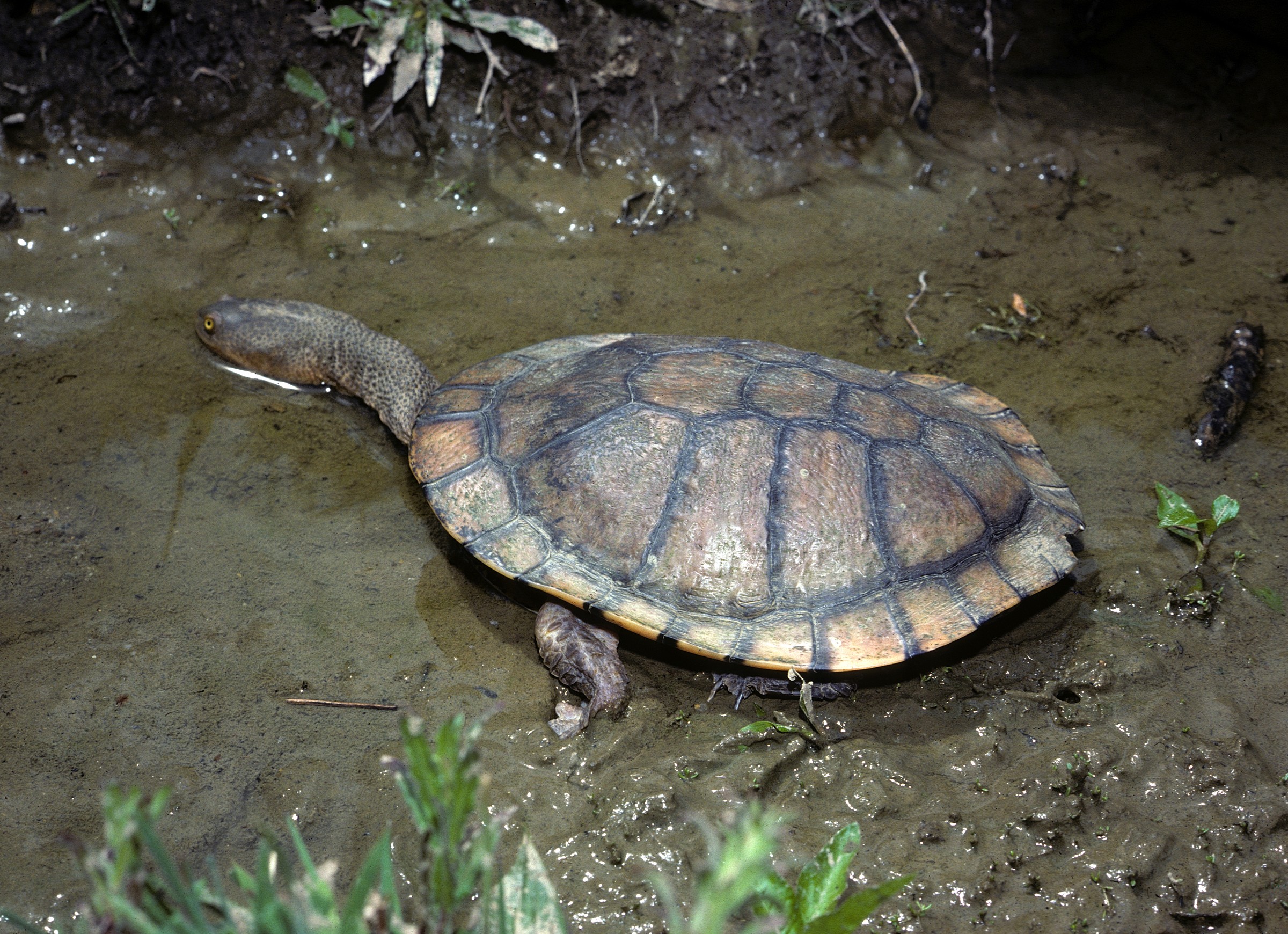 Eastern Long-Necked Turtle | Natural Atlas