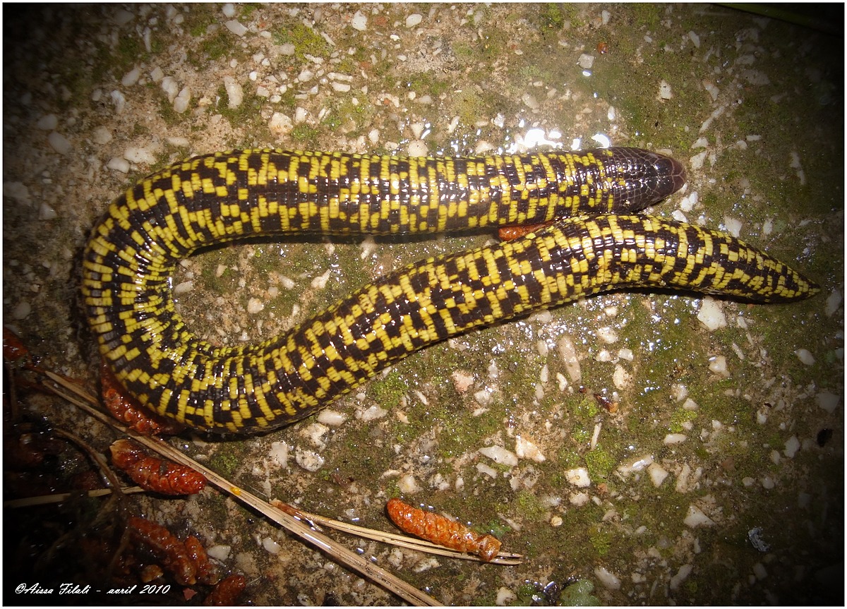 Palearctic Worm Lizards | Natural Atlas