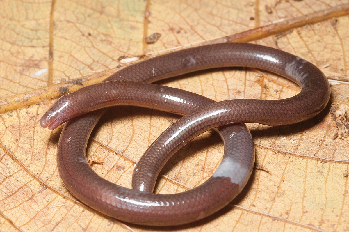 Blind Lizards | Natural Atlas