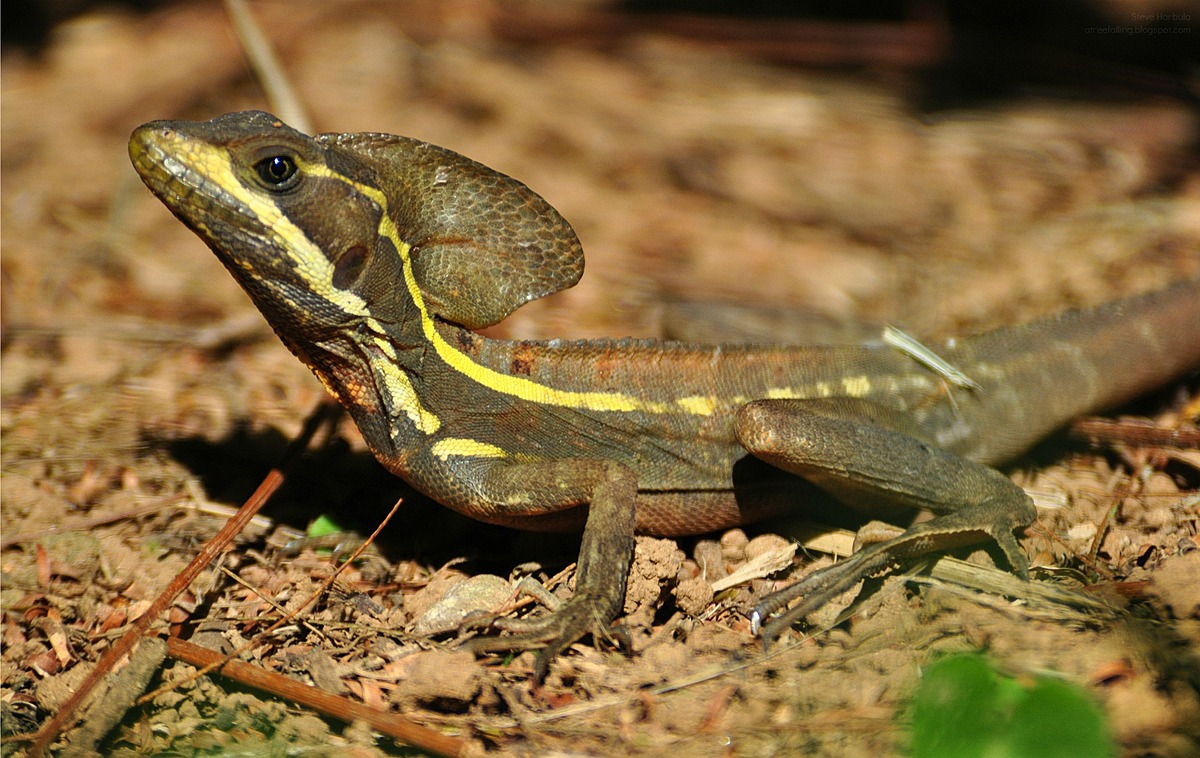 Brown Basilisk | Natural Atlas