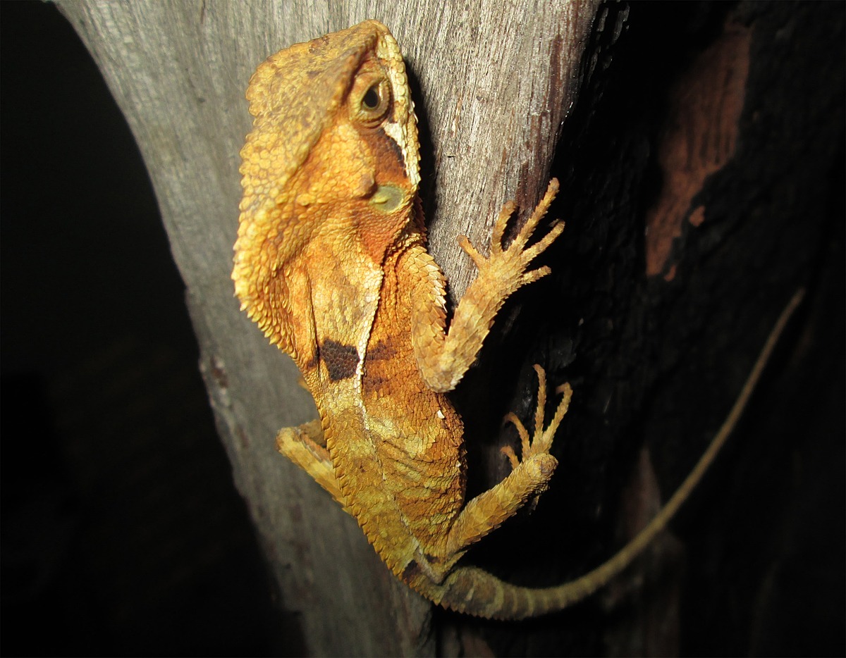 Casquehead Lizards | Natural Atlas