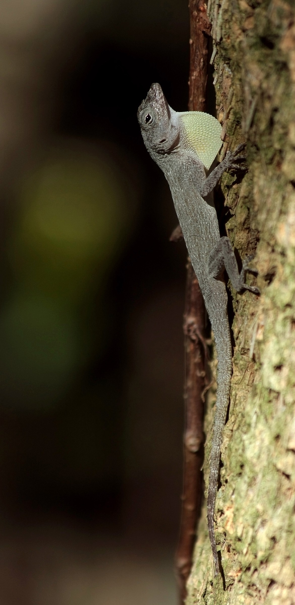 Bark Anole | Natural Atlas