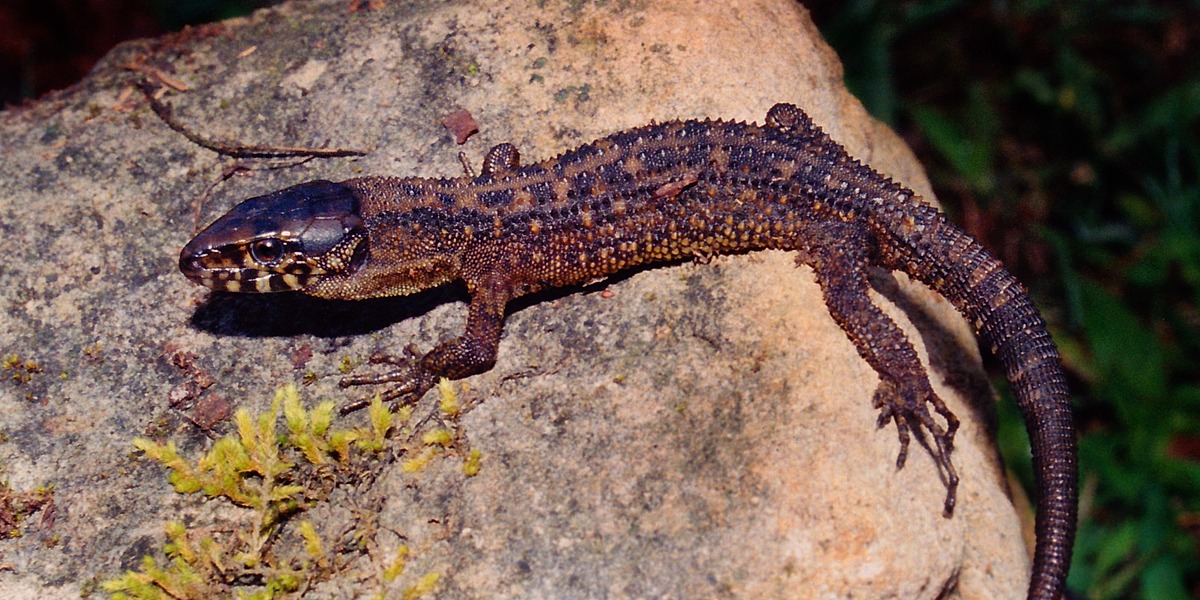Night Lizards | Natural Atlas