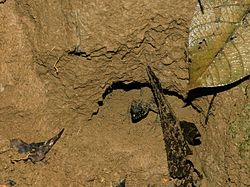 Yellow-Spotted Tropical Night Lizard | Natural Atlas