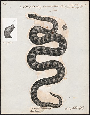 Elephant Trunk Snake | Natural Atlas