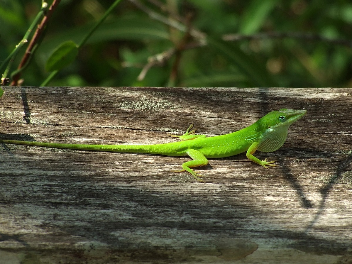 Carolina Anole | Natural Atlas