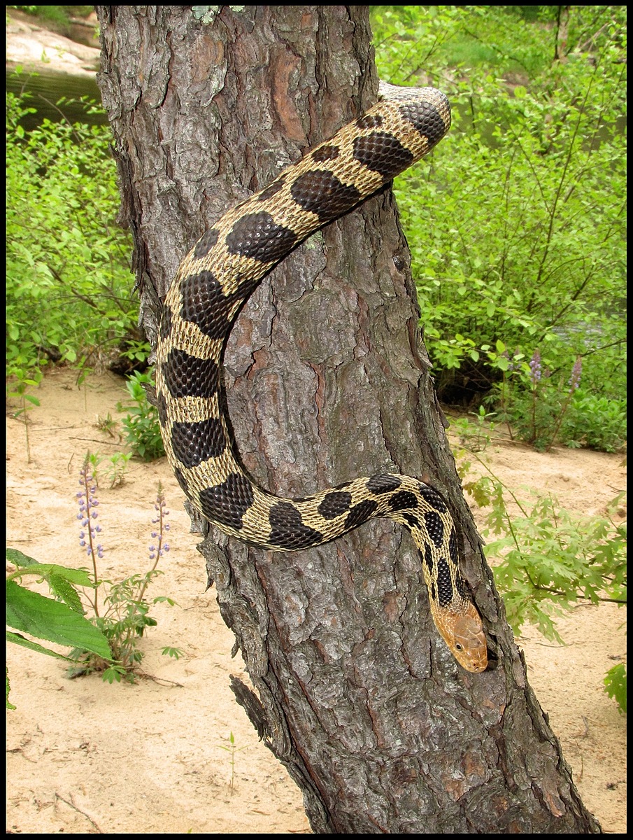 Pantherophis vulpinus | Natural Atlas