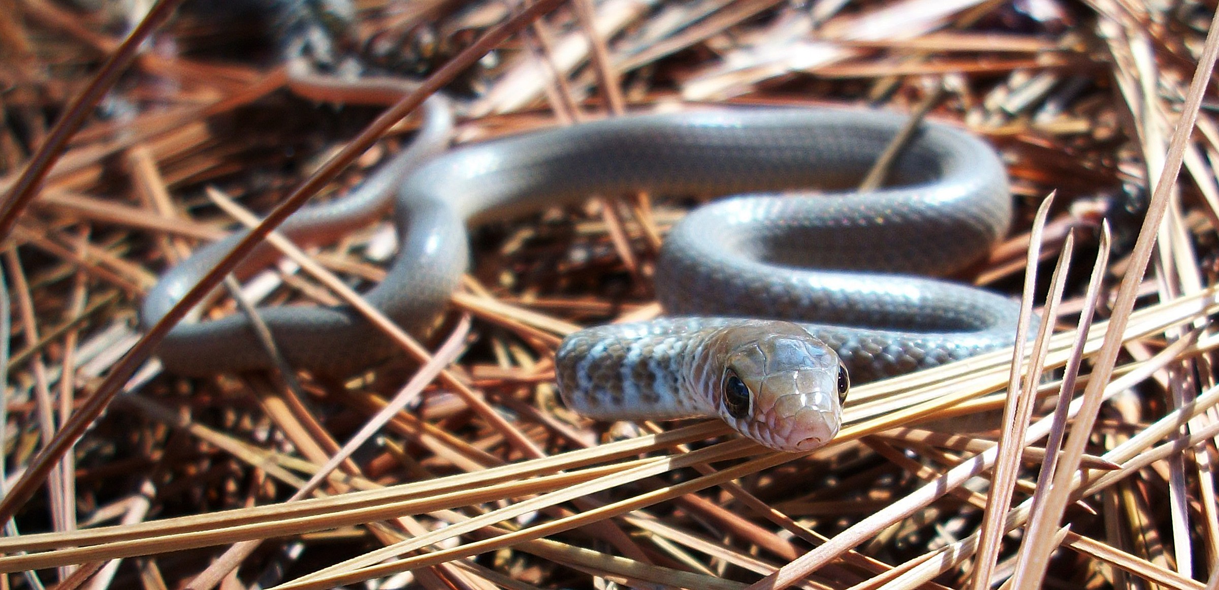 Squamata | Natural Atlas