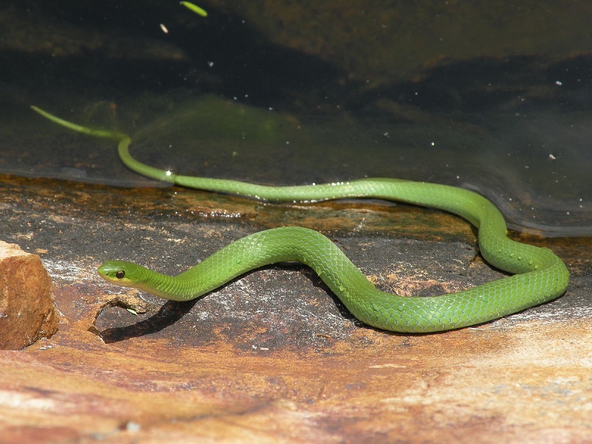 Smooth Green Snake | Natural Atlas