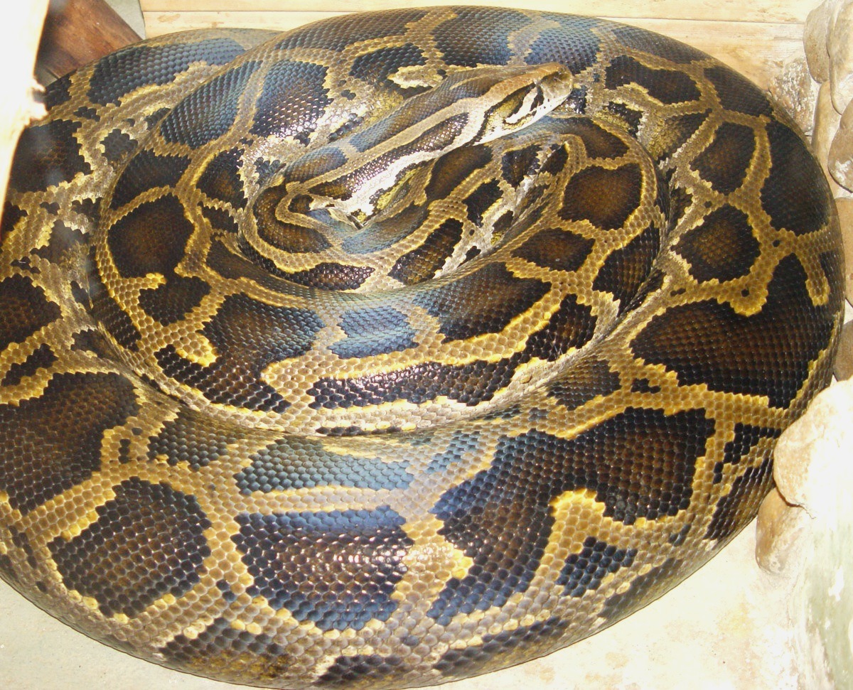 Burmese Python | Natural Atlas