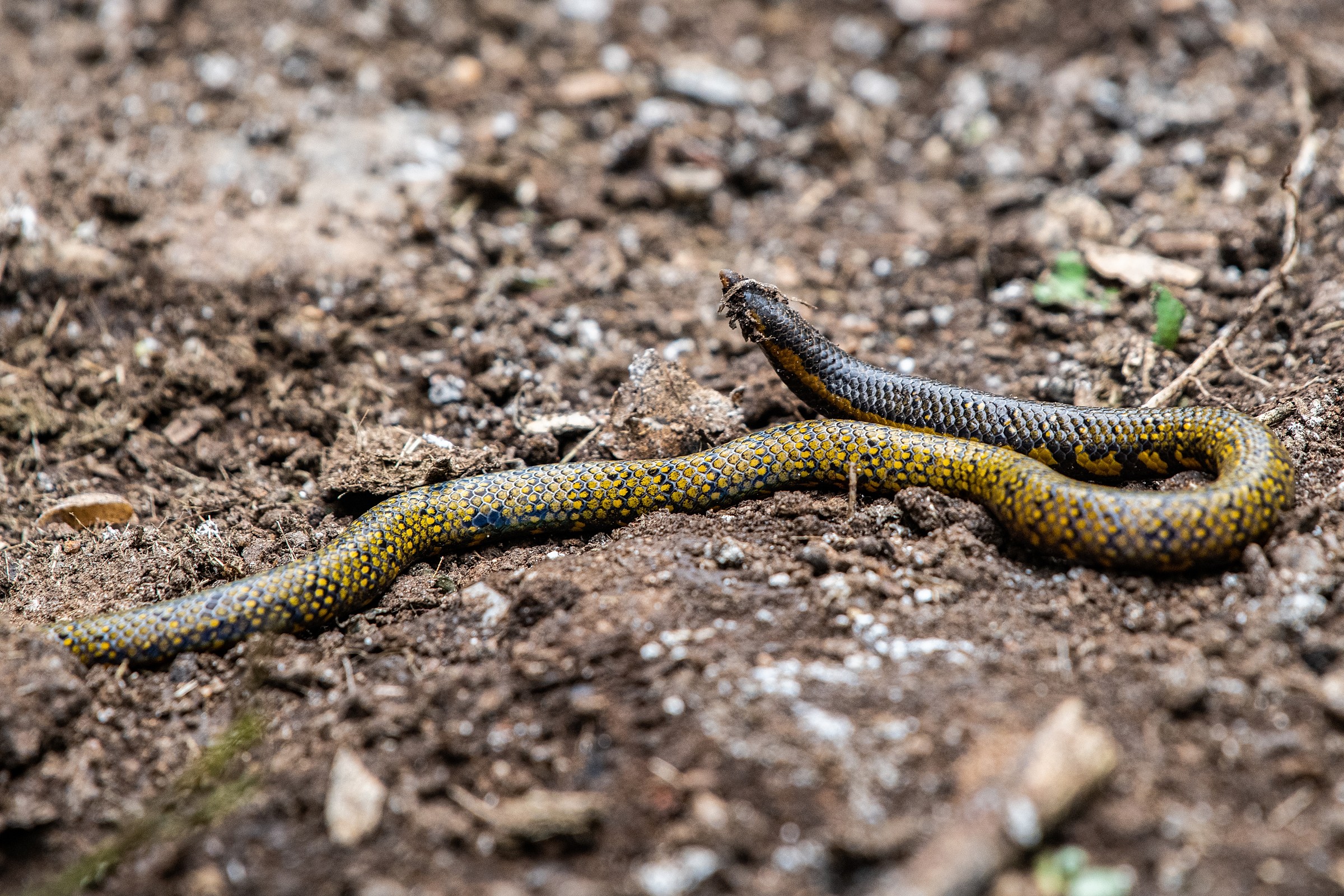 Shield-tailed Snakes | Natural Atlas