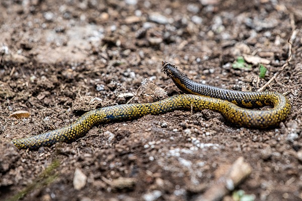 Shield-tailed Snakes | Natural Atlas