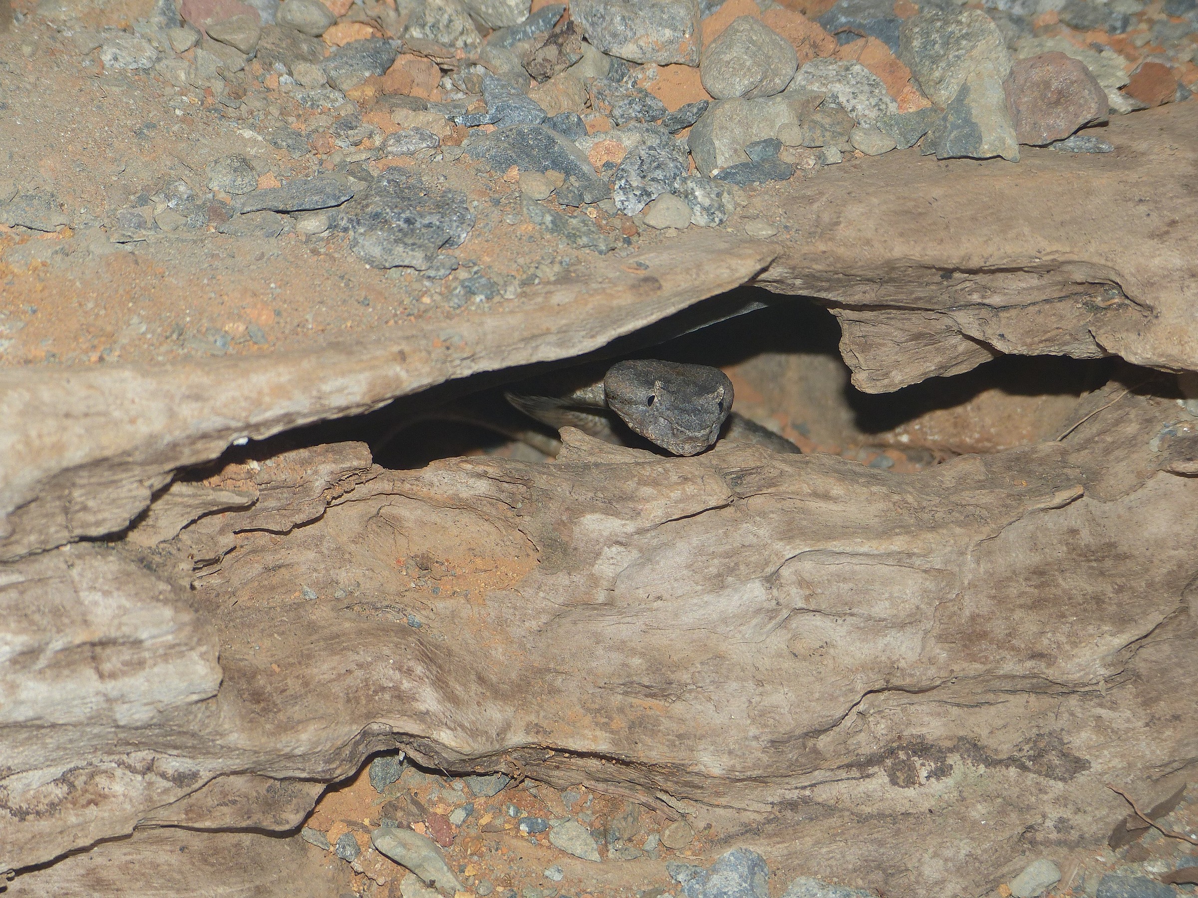 Pitvipers | Natural Atlas