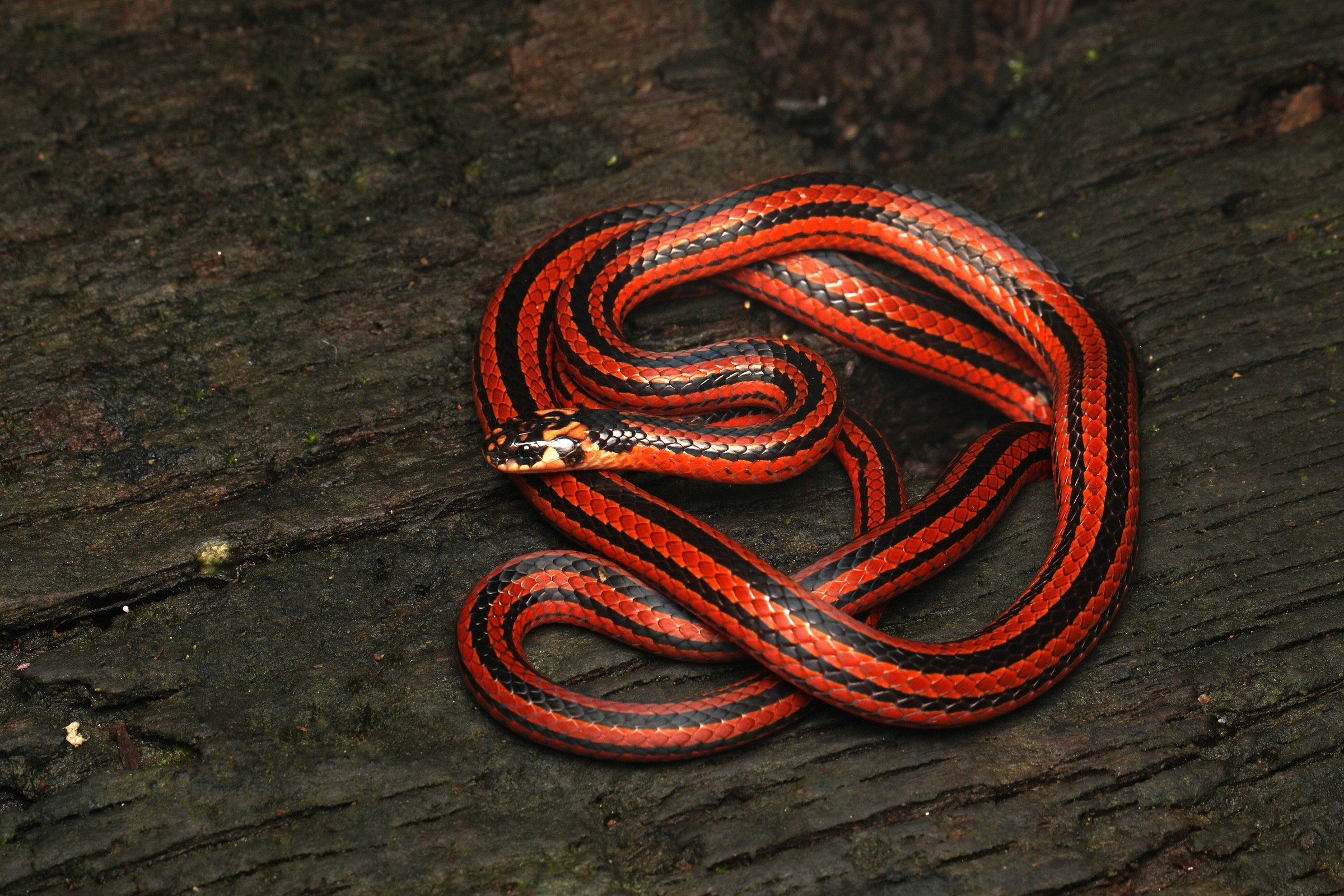 Elapid Snakes | Natural Atlas