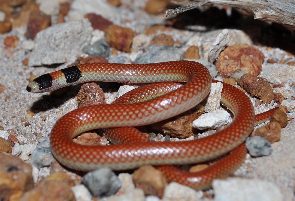 Elapid Snakes | Natural Atlas