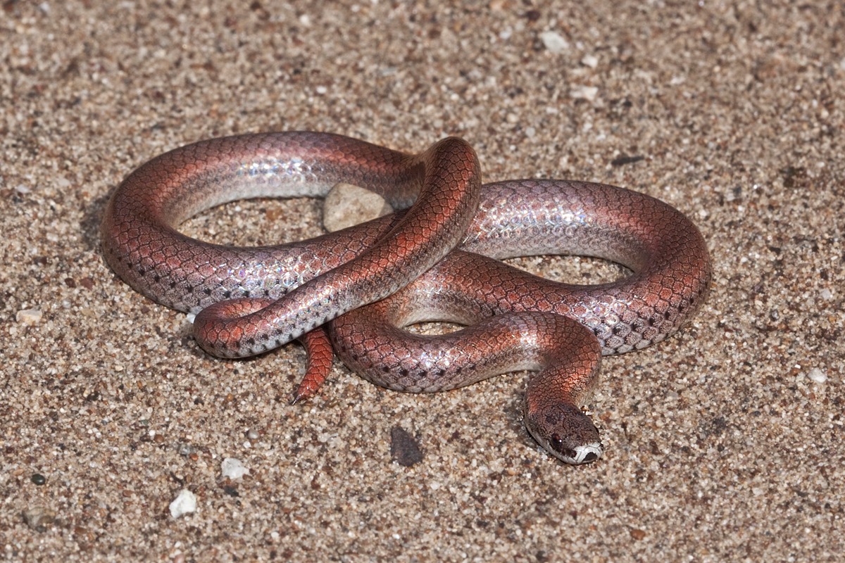 Sharp-Tailed Snake | Natural Atlas