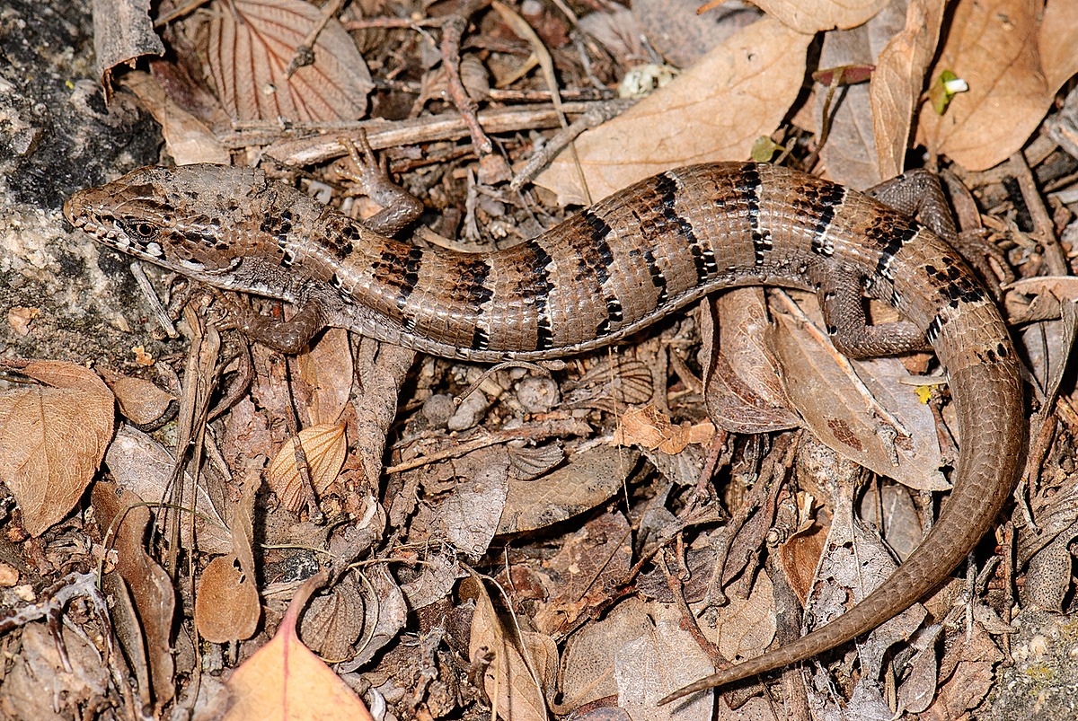 Madrean Alligator Lizard | Natural Atlas
