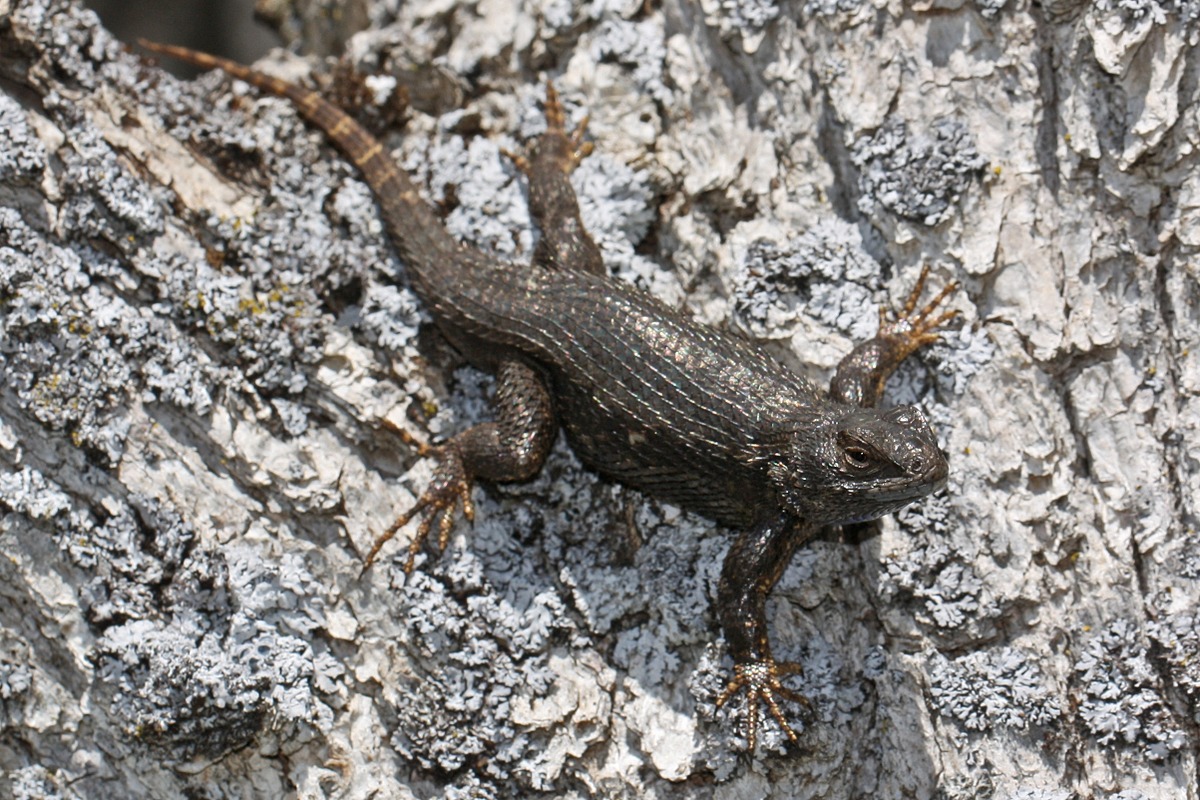 Sceloporus occidentalis occidentalis | Natural Atlas