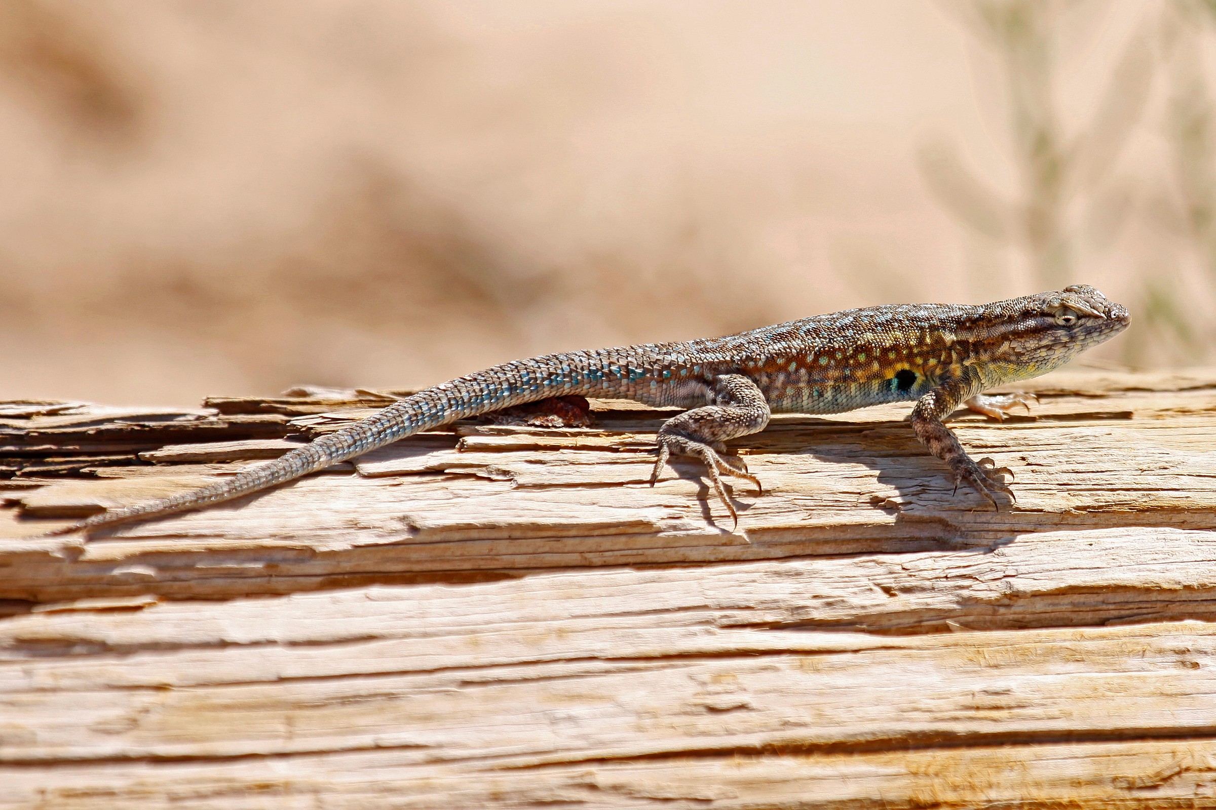 Side-blotched Lizards | Natural Atlas