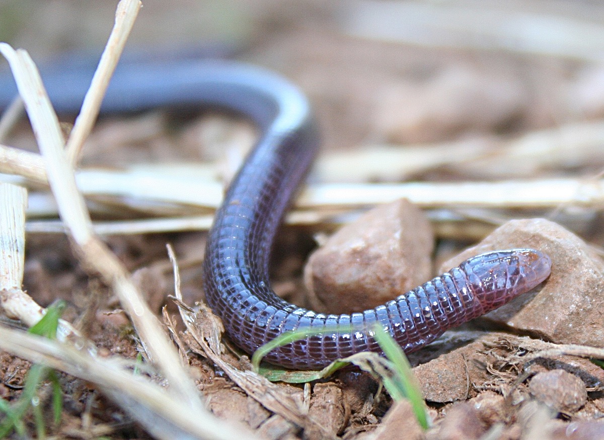 Worm Lizards | Natural Atlas