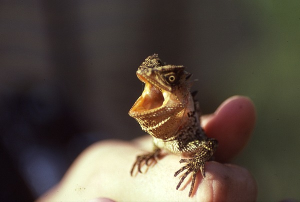 Wood Lizard | Natural Atlas