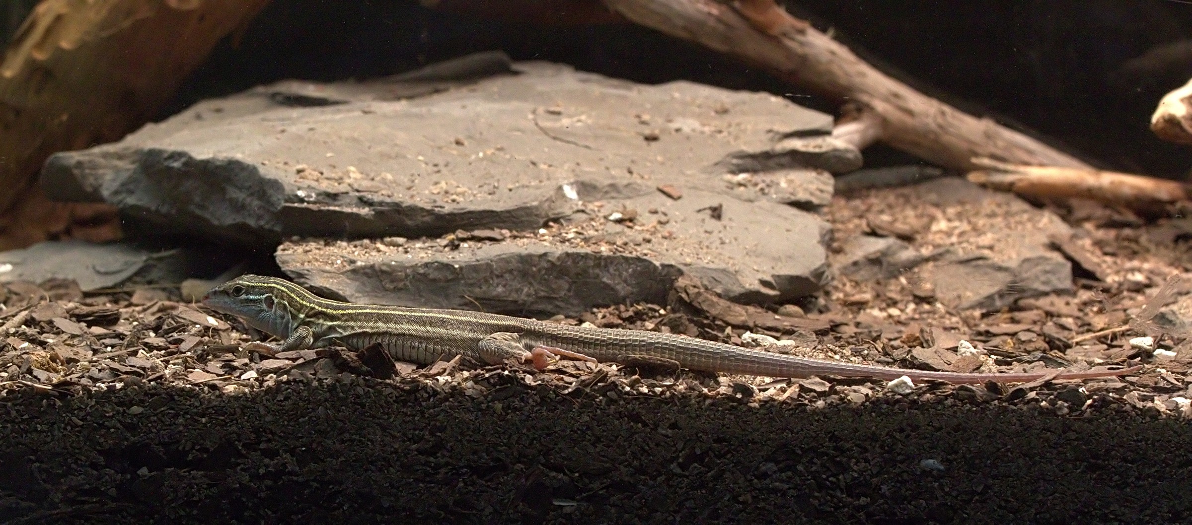 Desert Grassland Whiptail Lizard | Natural Atlas