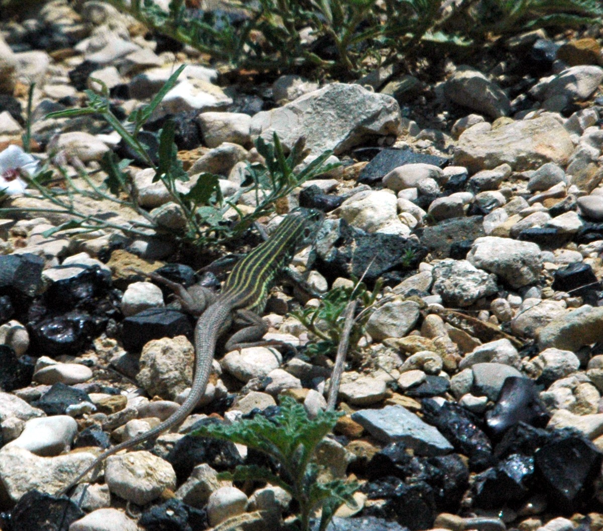 Texas Spotted Whiptail | Natural Atlas