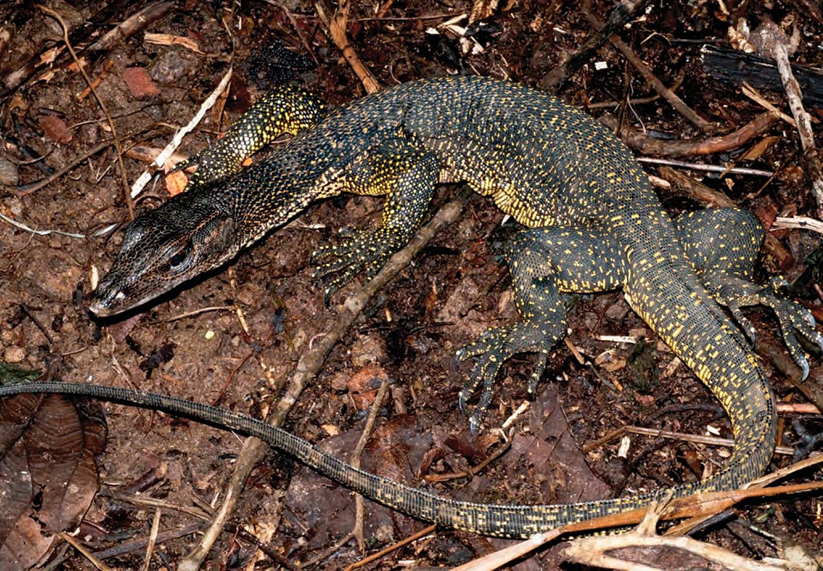 Marbled Water Monitor | Natural Atlas