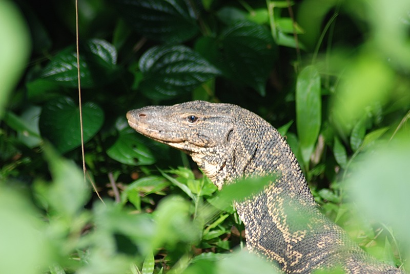 Marbled Water Monitor | Natural Atlas