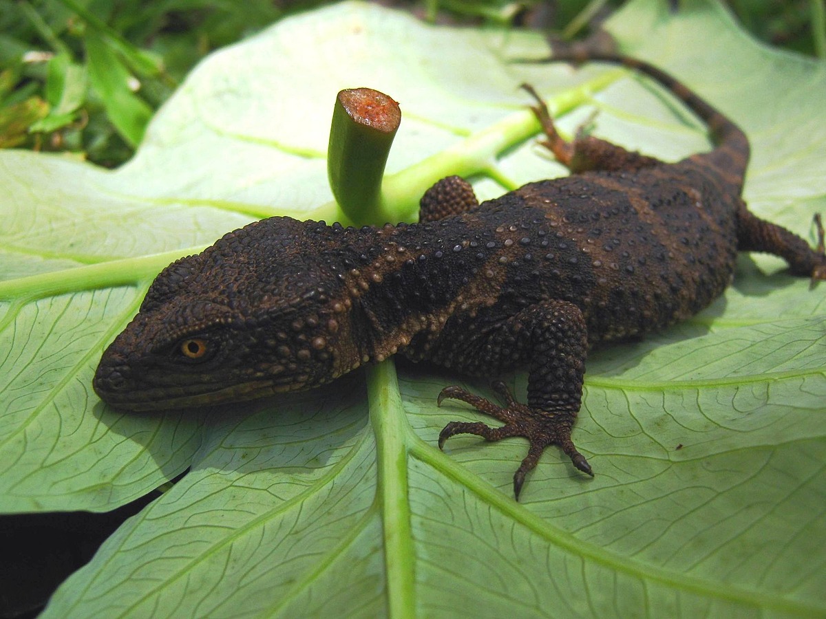 Knob-scaled Lizard | Natural Atlas