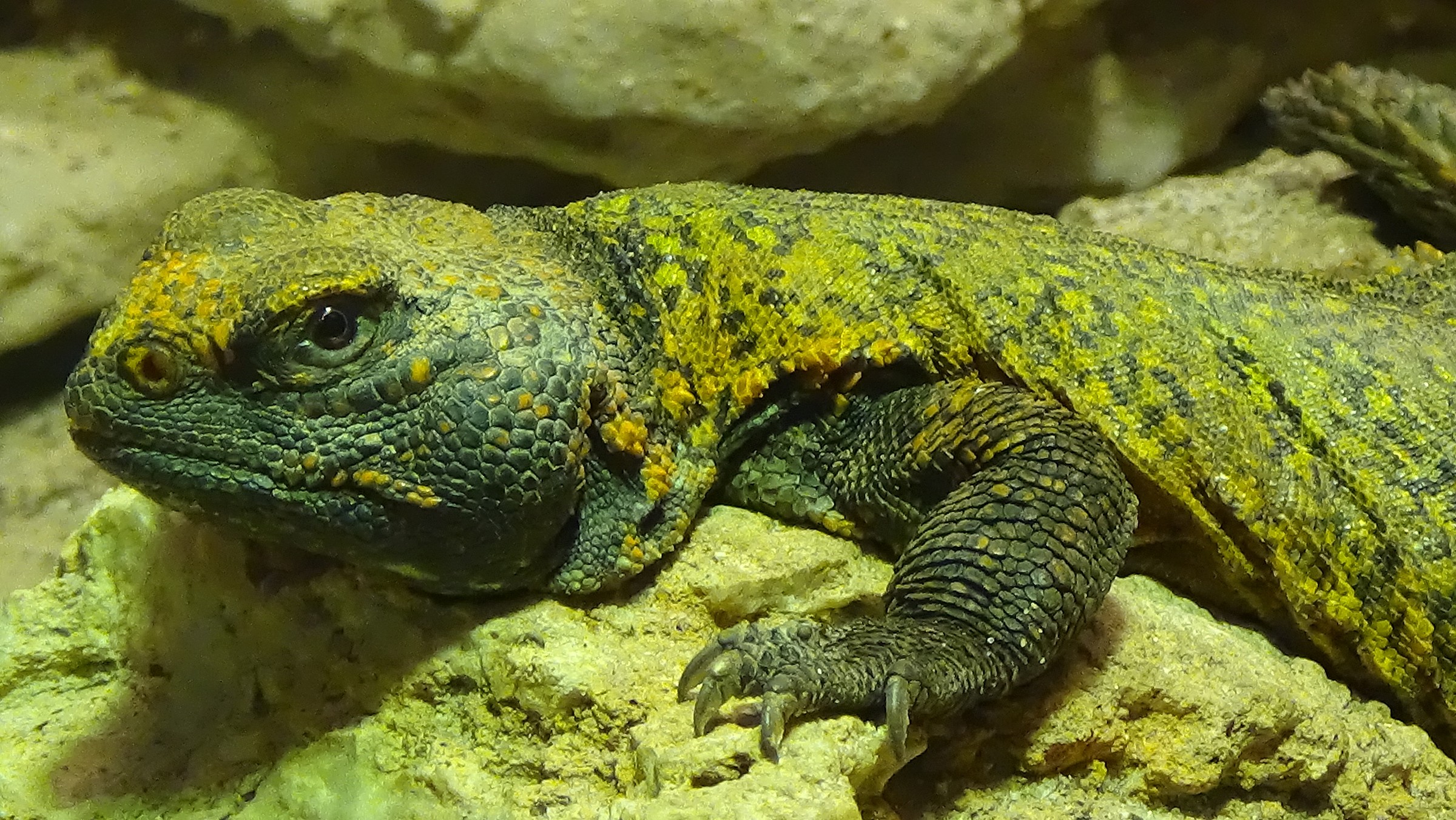 Spinytail Lizard | Natural Atlas