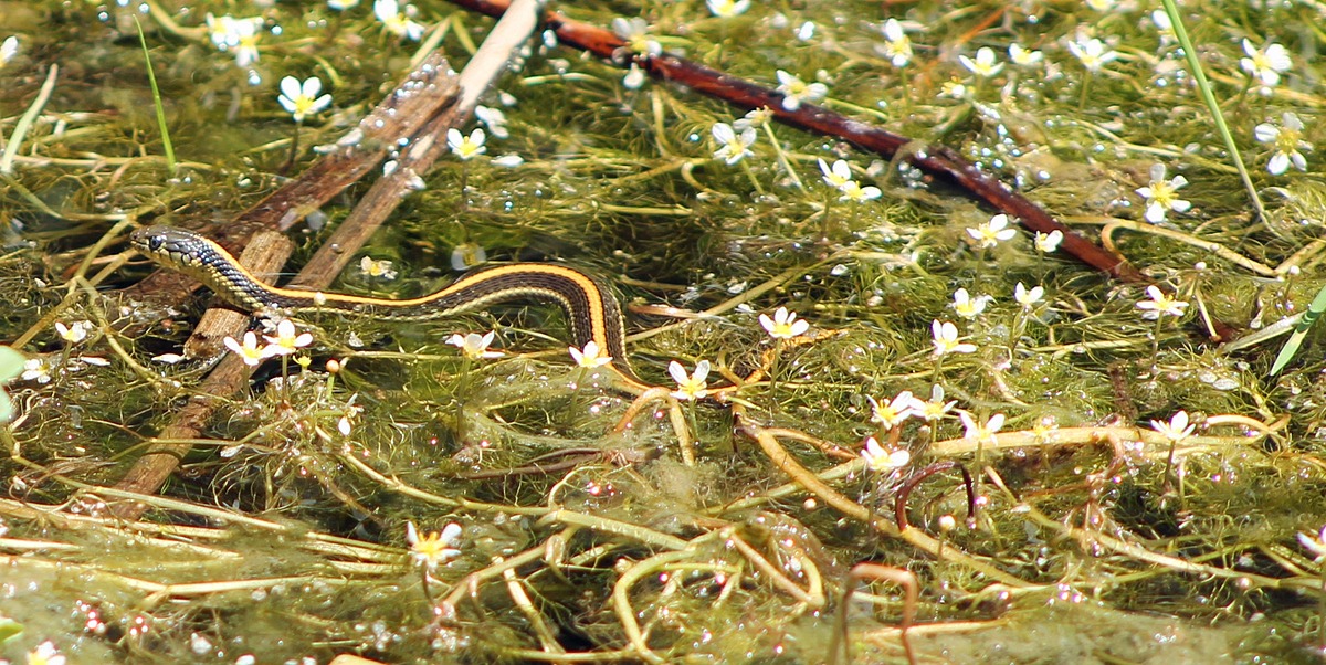 Aquatic Garter Snake | Natural Atlas