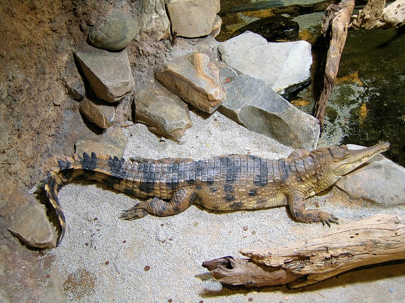 West African Slender-Snouted Crocodile | Natural Atlas