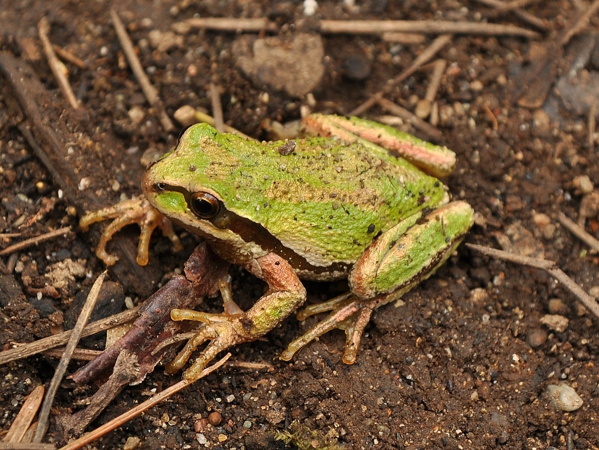 Pacific Tree Frog | Natural Atlas