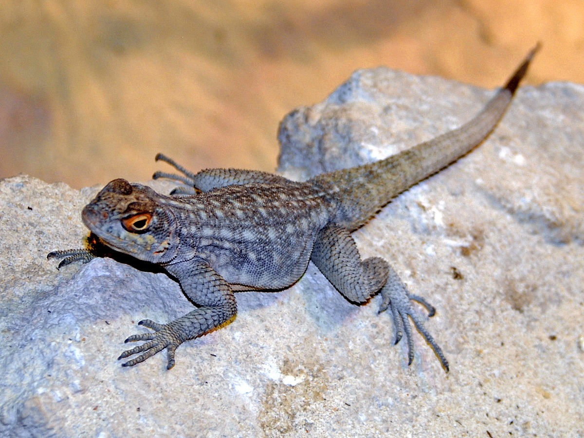 Swift Lizard | Natural Atlas