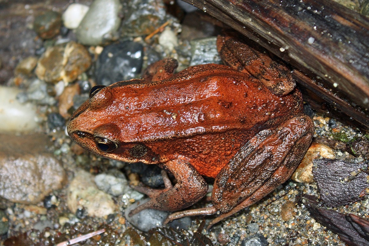Northern Red-Legged Frog | Natural Atlas